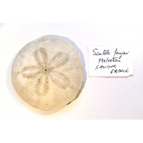 SCUTELLA FAUJASI, Saumur, France